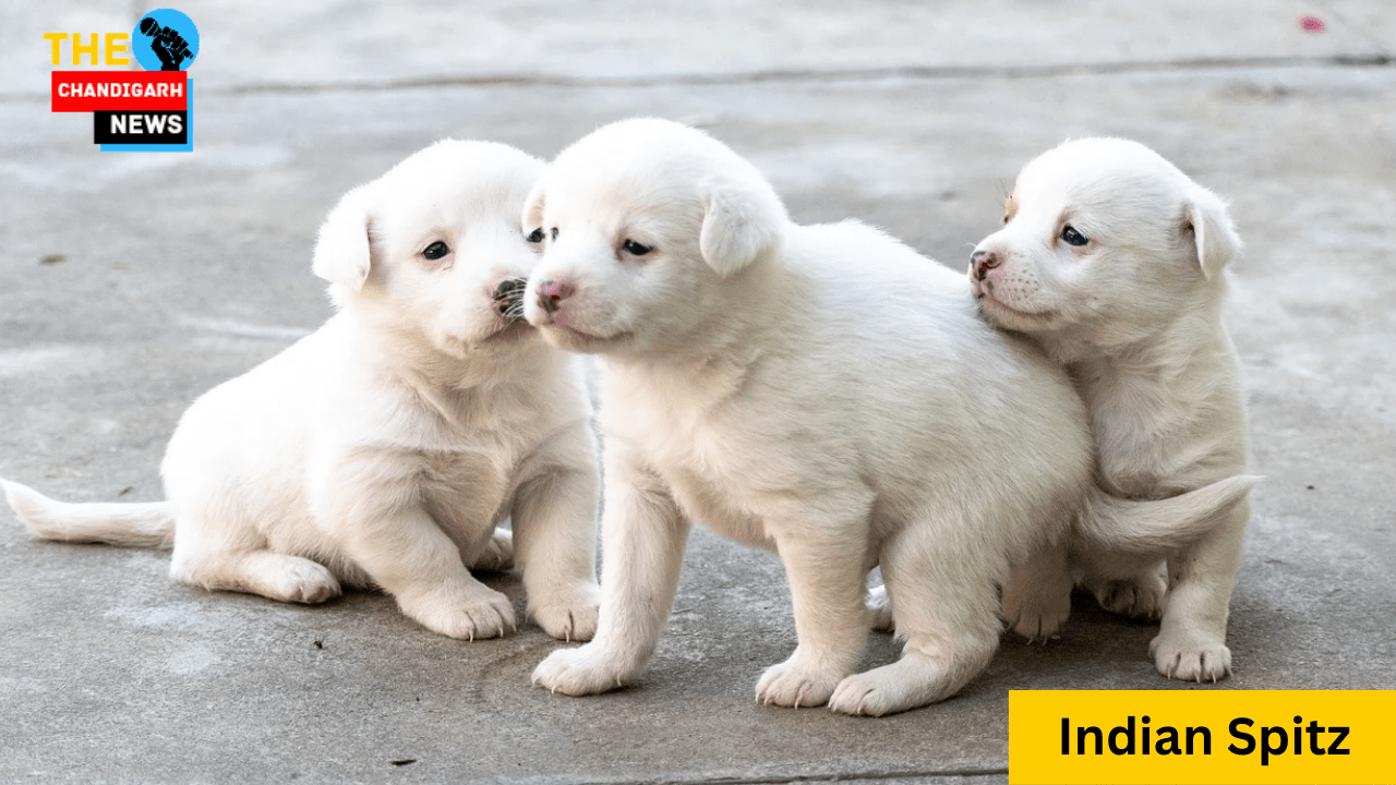 Top 10 Dog Breeds in India Unraveling the Finest Companions