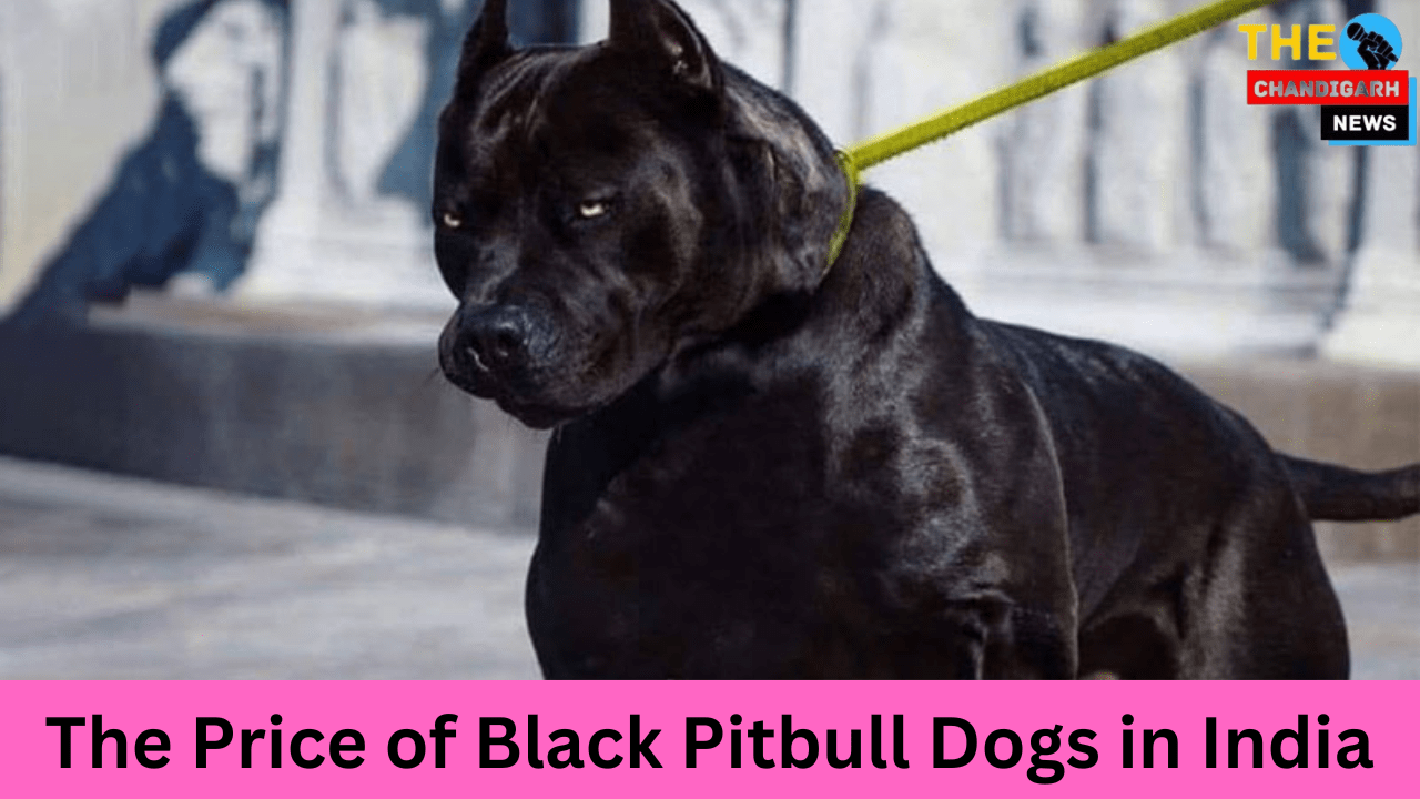 The Price of Black Pitbull Dogs in India