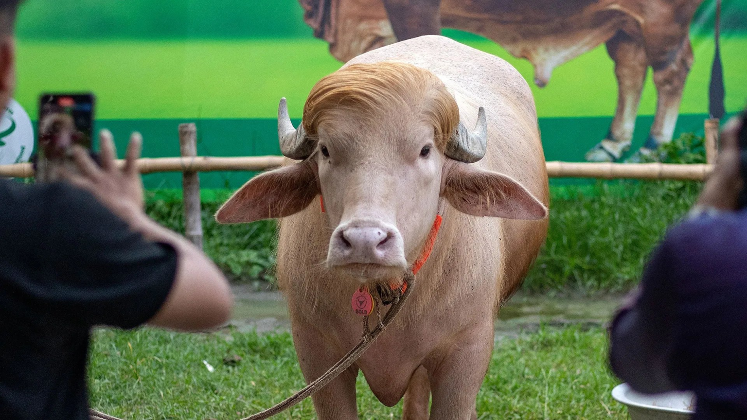 Bangladesh Govt Saves Rare Donald Trump Buffalo From Eid Sacrifice